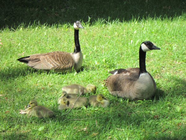 Canadian Geese | Project Noah