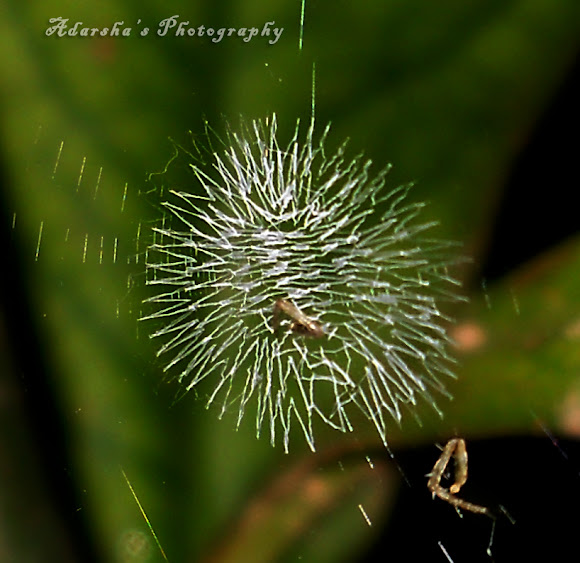 Stabilimentum of an orb weaver. | Project Noah