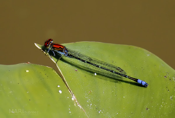 Painted Sprite | Project Noah