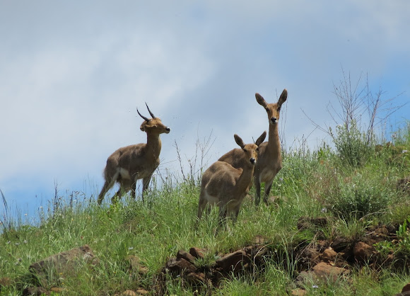 Mountain reedbuck | Project Noah