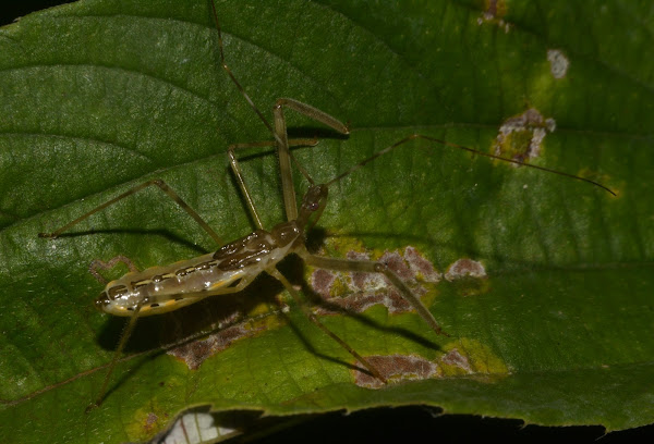 Assasin Bug | Project Noah