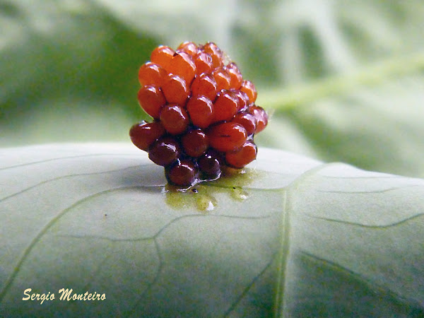 Assassin bug eggs | Project Noah