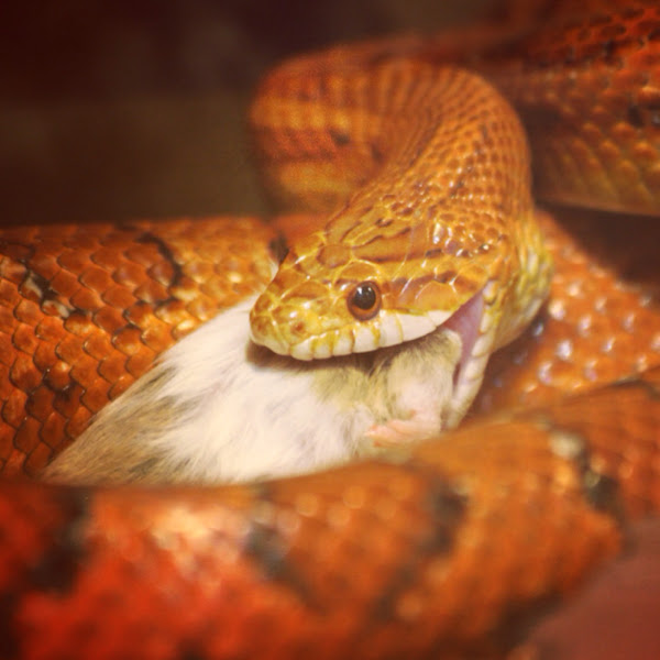 Corn snake | Project Noah
