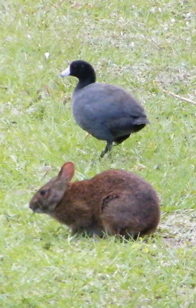 Marsh Rabbit and Coot | Project Noah