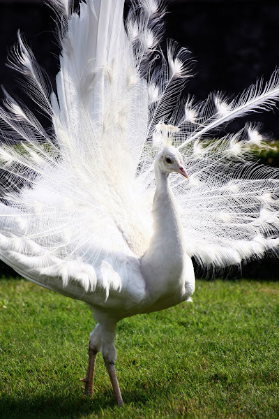 Peafowl | Project Noah