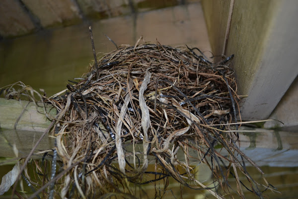 bird's nest | Project Noah