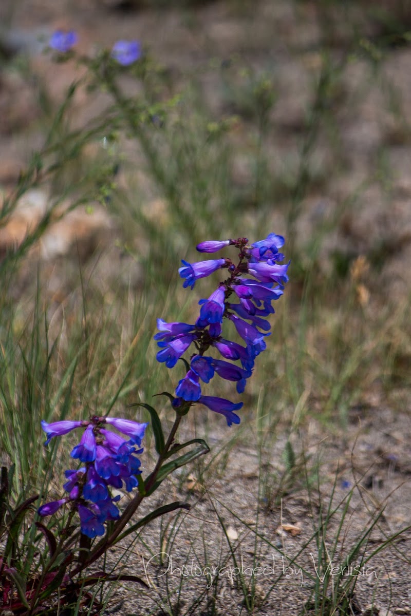Penstemon | Project Noah