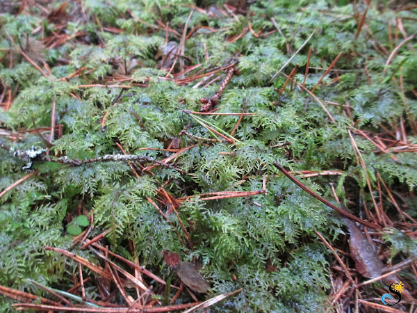 Glittering Wood-moss | Project Noah