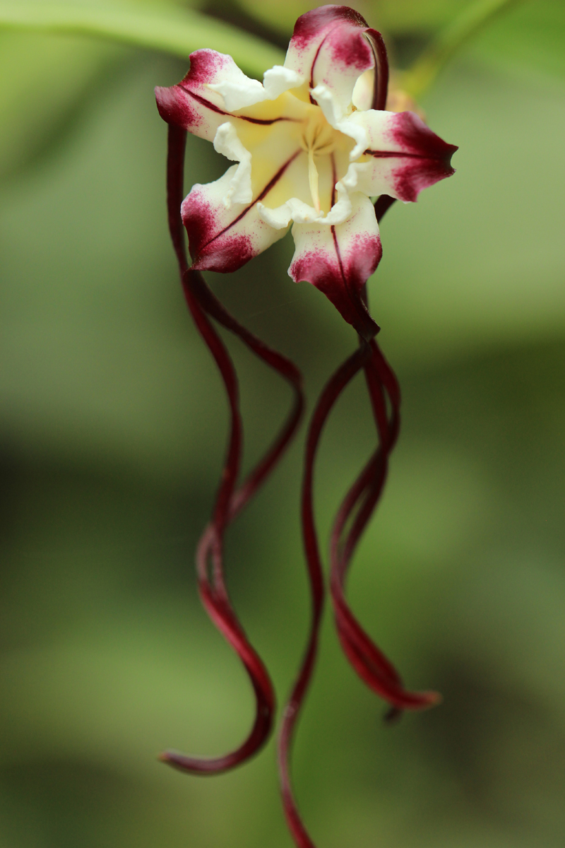 Twisted Cord Flower | Project Noah