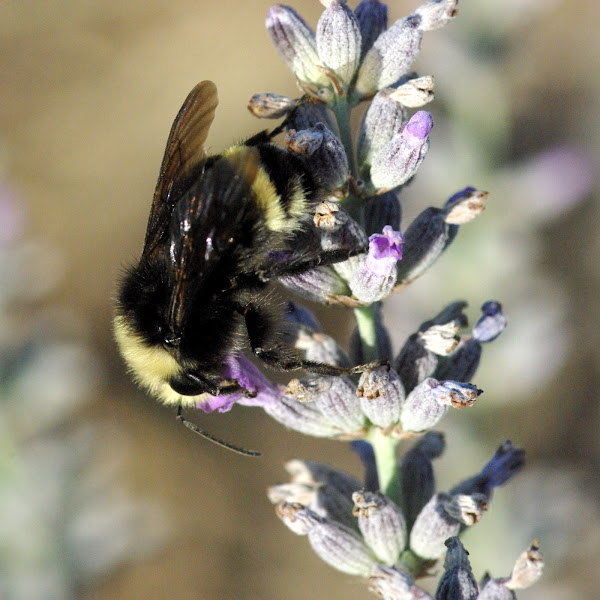 Bumblebee | Project Noah