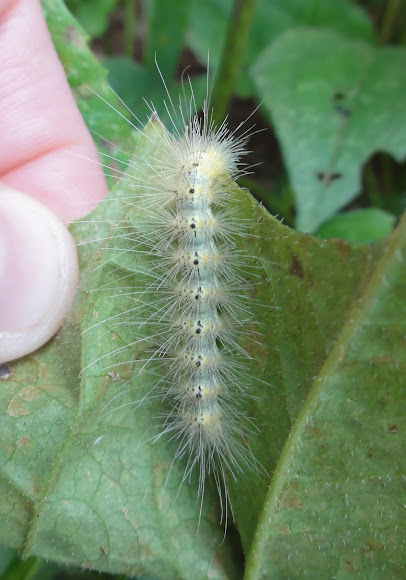 Fall Webworm (Caterpillar) | Project Noah