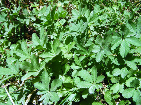 Creeping Cinquefoil | Project Noah