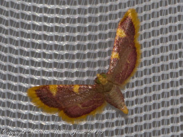 Gold Triangle Moth | Project Noah