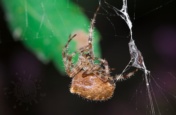 Spider | Project Noah