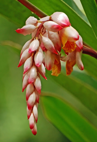 Ginger-lily | Project Noah