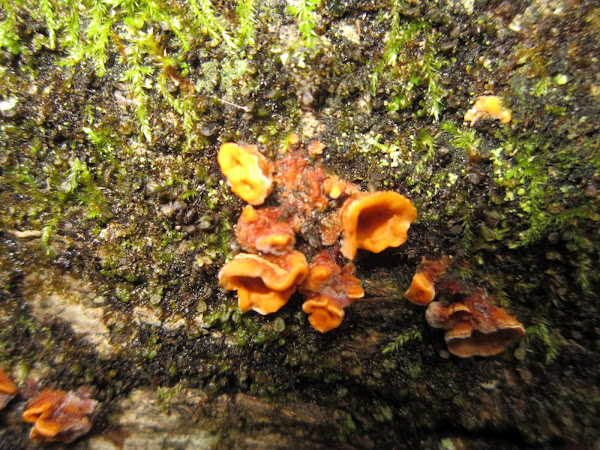 Orange Cup fungus | Project Noah