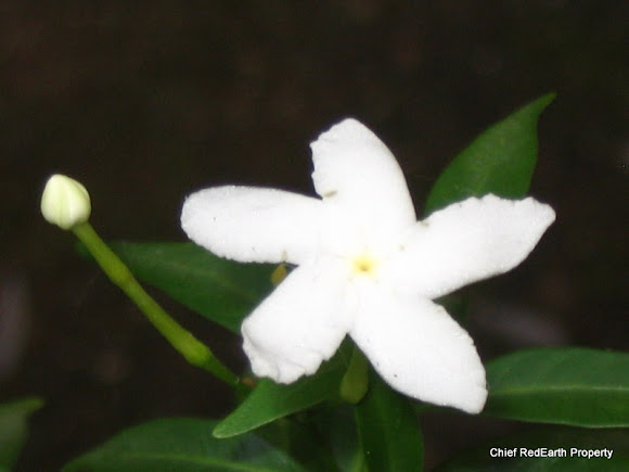 East Indian rosebay, Crape Jasmine | Project Noah
