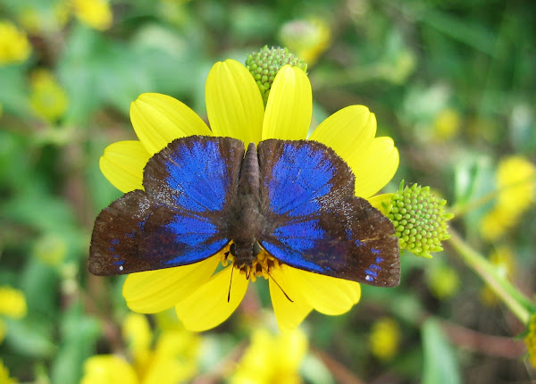 Glorious Blue-Skipper | Project Noah