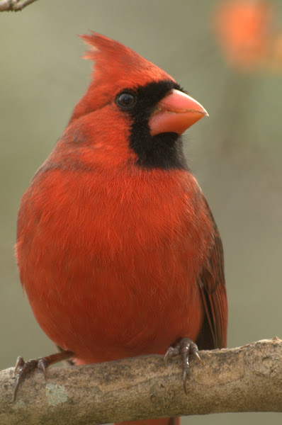 Northern Cardinal | Project Noah