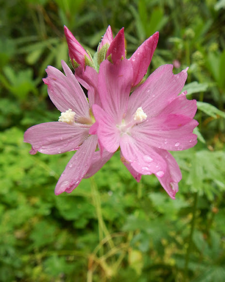 Rose Checkermallow | Project Noah