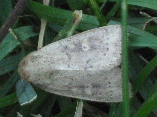 Unarmed Wainscot Moth | Project Noah
