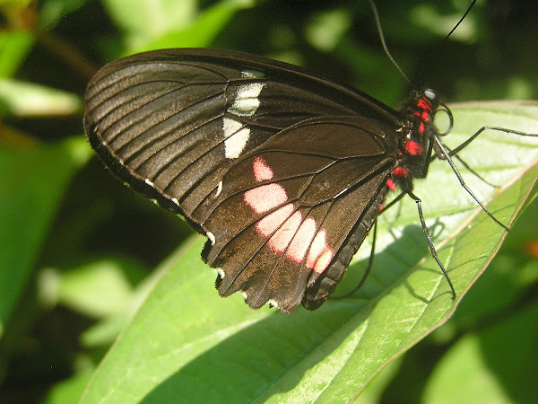 Iphidamas Cattleheart | Project Noah