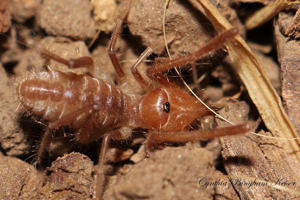 Solifugid | Project Noah