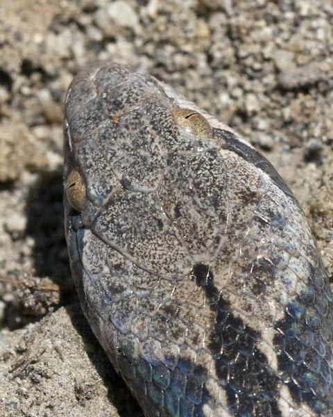 Night Snake | Project Noah