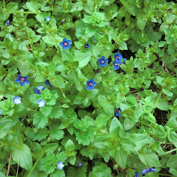 Blue pimpernel | Project Noah
