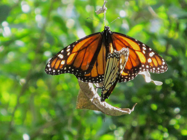 Monarchs mating | Project Noah