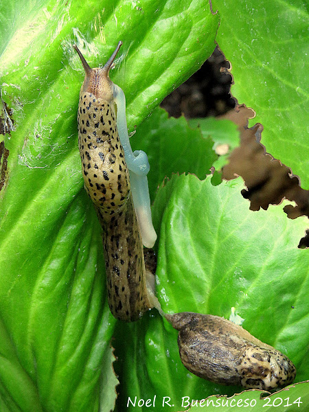 Leopard Slugs (mating) | Project Noah