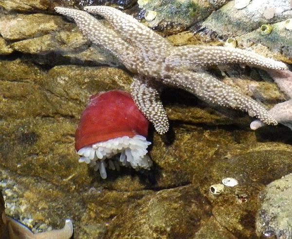 Fish-eating anemone | Project Noah