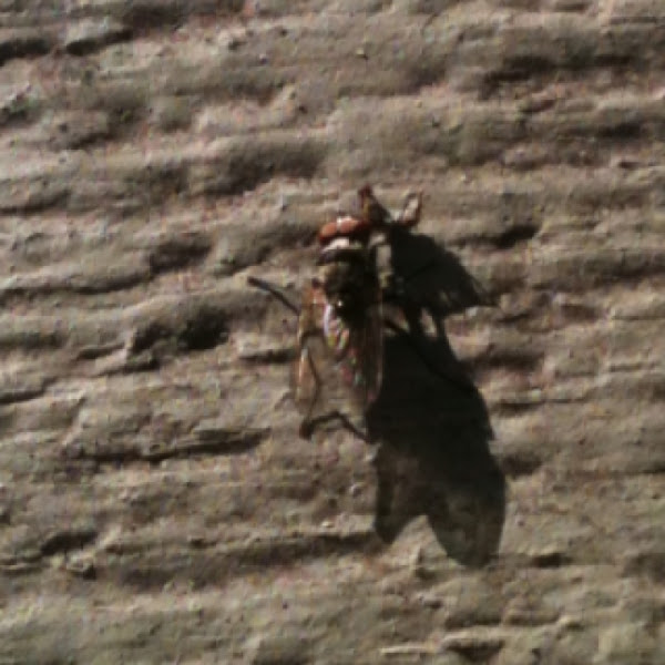 Common housefly | Project Noah