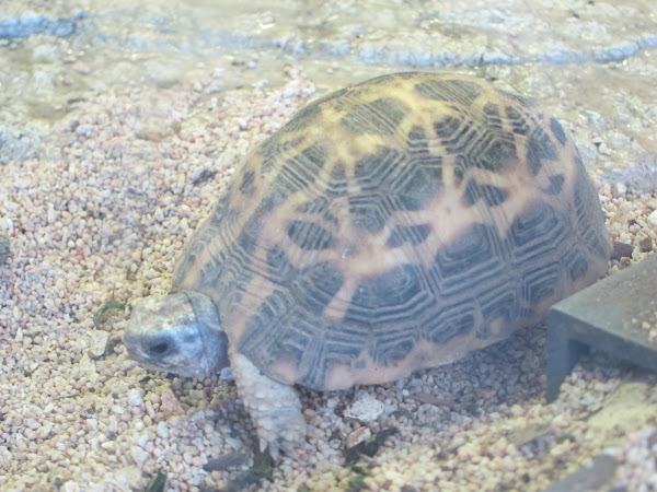 Radiated Tortoises | Project Noah