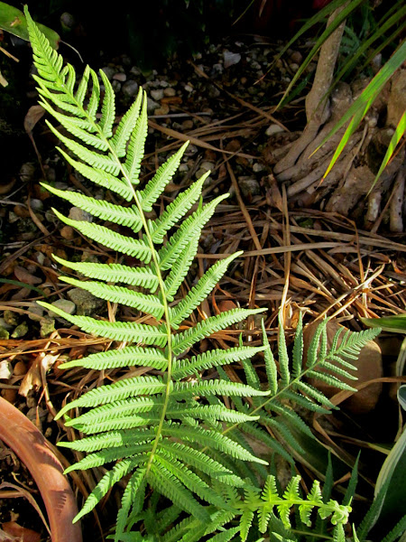 Southern Shield Fern | Project Noah