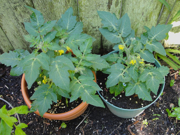 Micro Tom Tomato | Project Noah