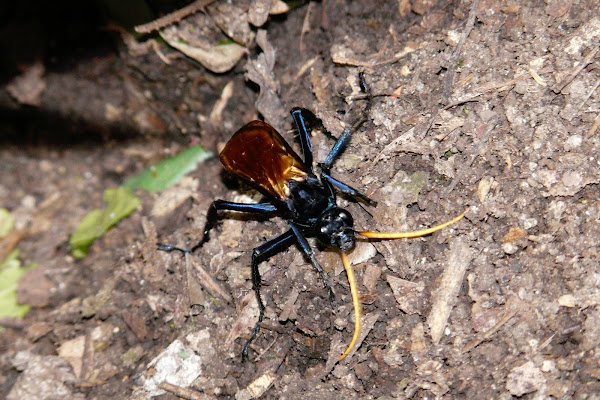 Tarantula Hawk | Project Noah