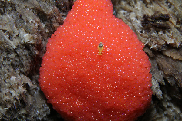 Red Raspberry Slime Mold | Project Noah