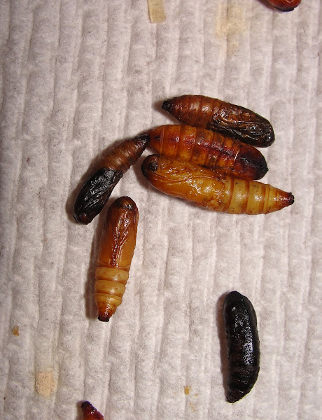 Greater Wax Moth | Project Noah