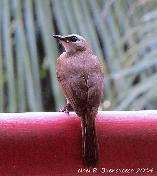 Yellow-vented Bulbul | Project Noah