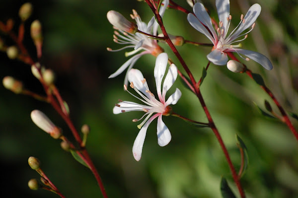 Tarflower | Project Noah