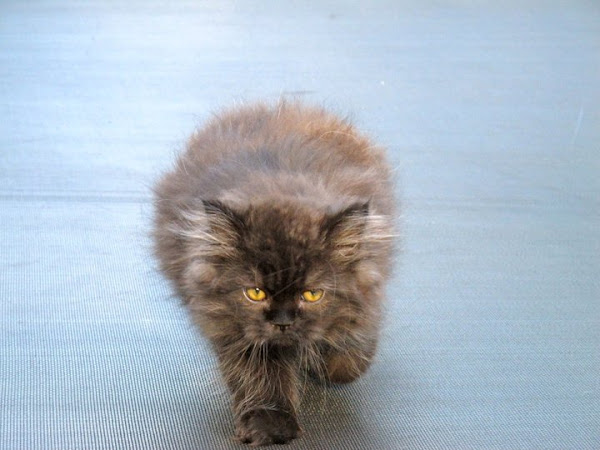 Persian-Himalayan mix cat | Project Noah