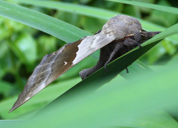 Modest Sphinx Moth, Big Poplar Sphinx Moth | Project Noah