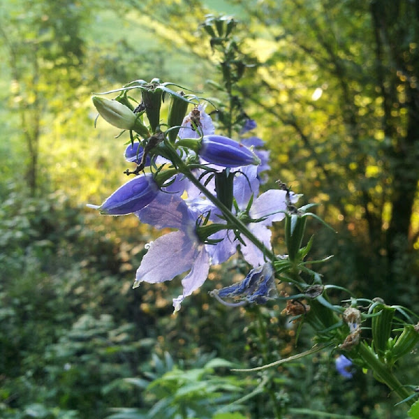 American Bellflower | Project Noah