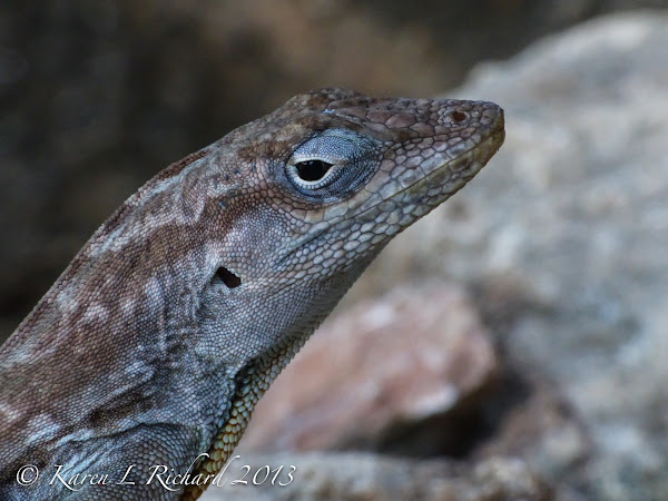 Aruban whiptail lizard (female) | Project Noah