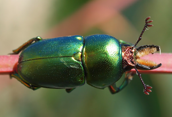 Golden Green Stag Beetle | Project Noah