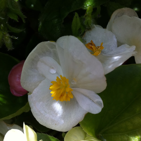 Begonia Party Series | Project Noah