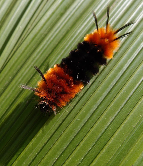 Woolly caterpillar | Project Noah