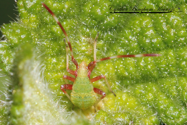 Plant Bug nymph | Project Noah