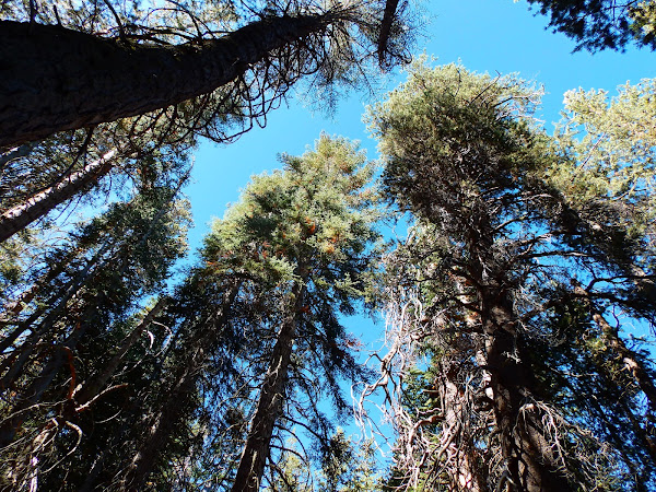 California Red Fir | Project Noah